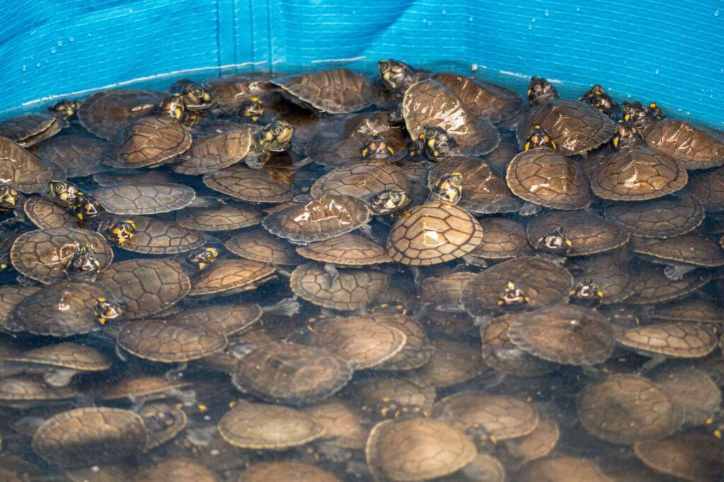 Peru seizes 4,000 live Amazon turtles at airport - Jamaica Observer