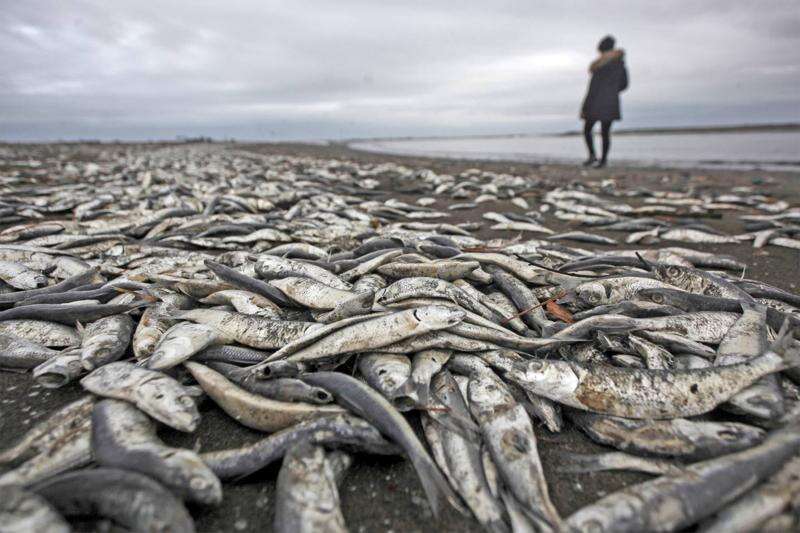 Harbour fish kill: A sign of things to come? - Jamaica Observer