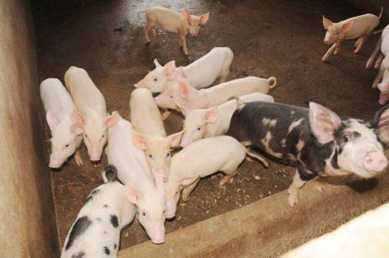 Jamaica Pig Farmers Association – Jamaica Observer