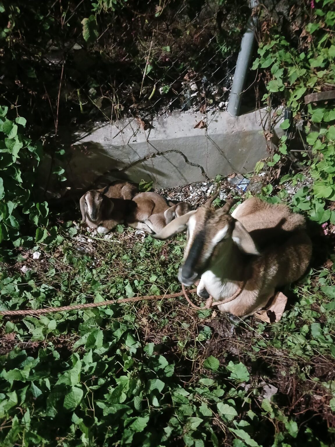 MOCA empowered to investigate and prosecute a broader range of offences ...