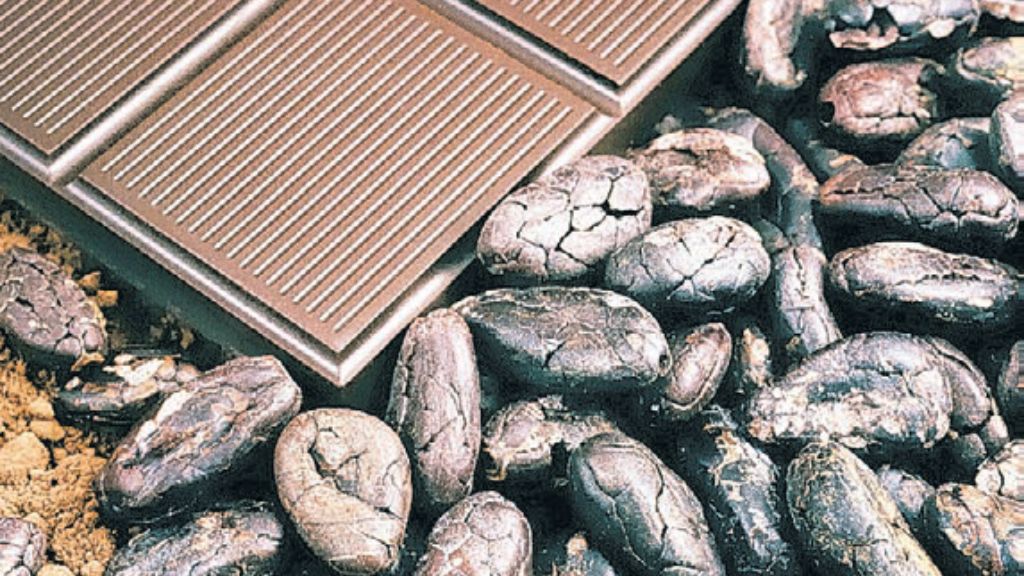 Cocoa conundrum - Jamaica Observer