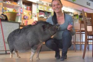 Barmaid becomes France’s first pig pedicurist - Jamaica Observer