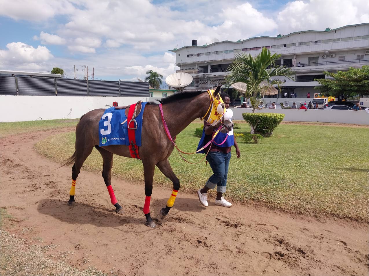 Fillies Nerissa’s Angel, Firecracker make winning starts - Jamaica Observer