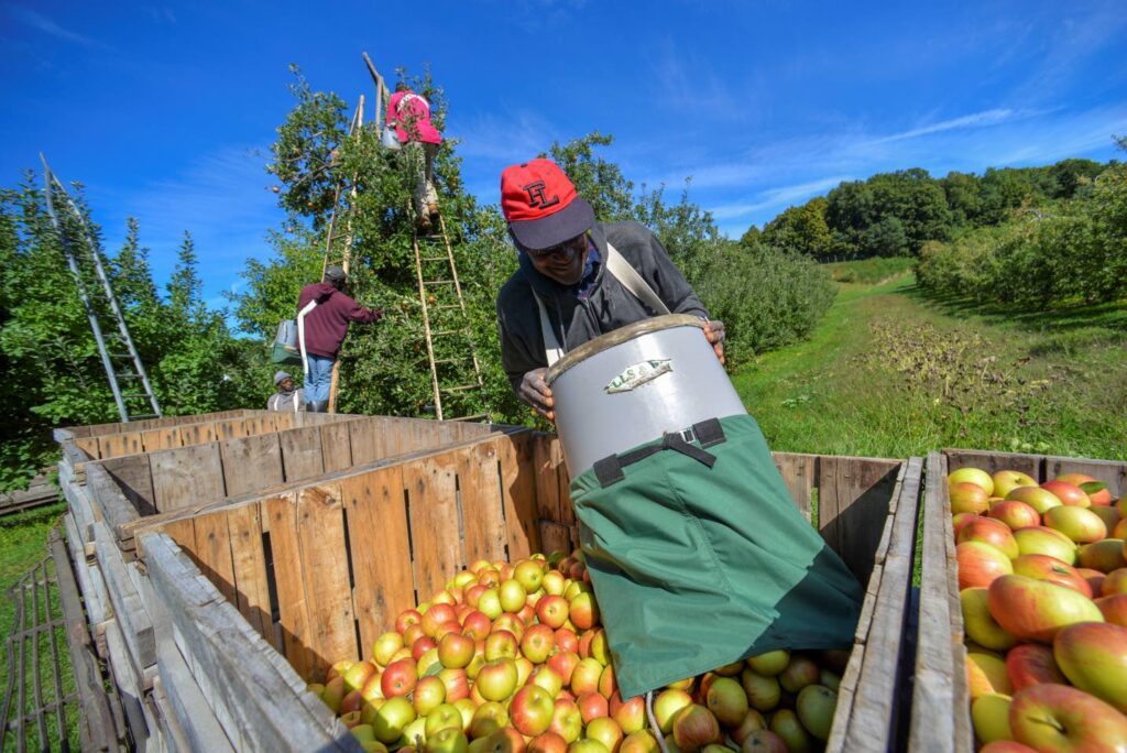 MPs encouraged to do own screening of farm work candidates - Jamaica ...