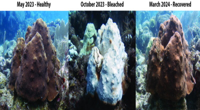 NOAA confirms fourth global coral bleaching event in the Caribbean ...