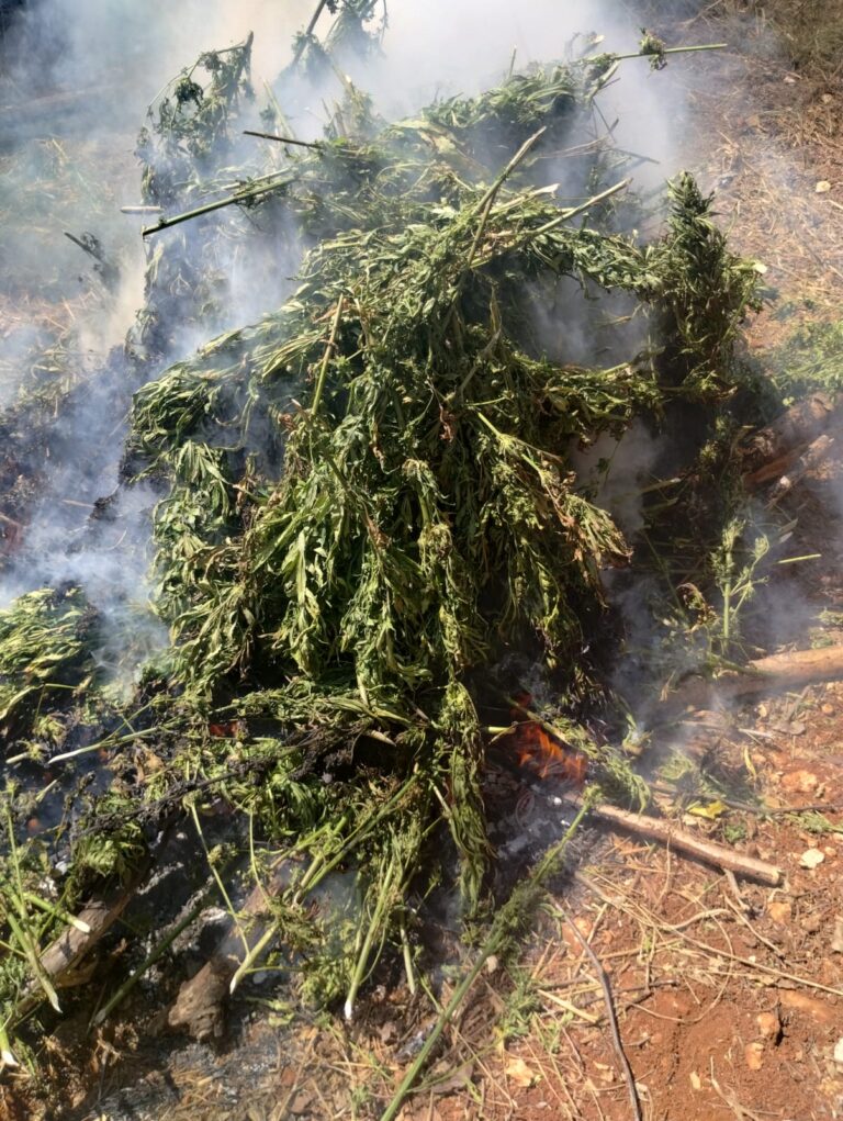 $10m worth of ganja destroyed by police in St Elizabeth - Jamaica Observer