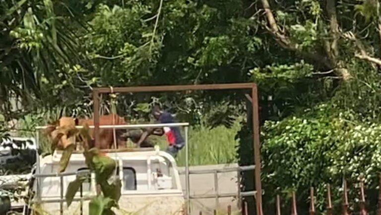 Alleged cow thief beaten, hospitalised in Mandeville - Jamaica Observer