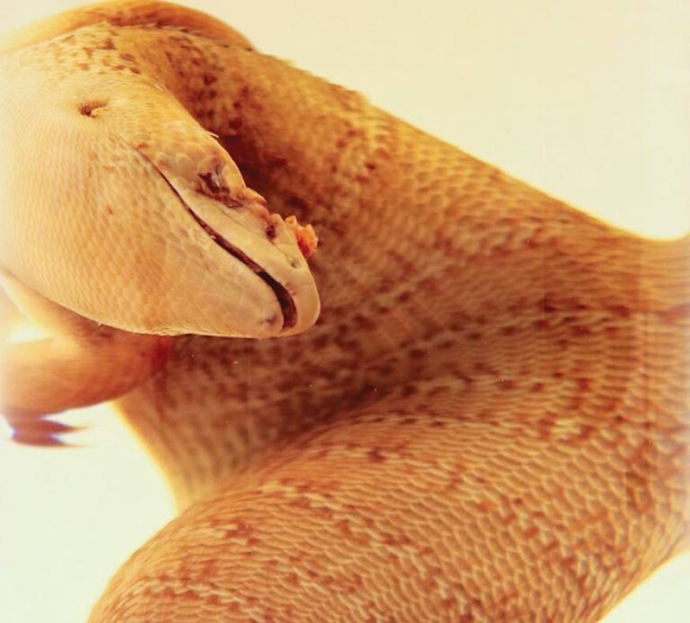 Artefact repatriation - Jamaica Observer