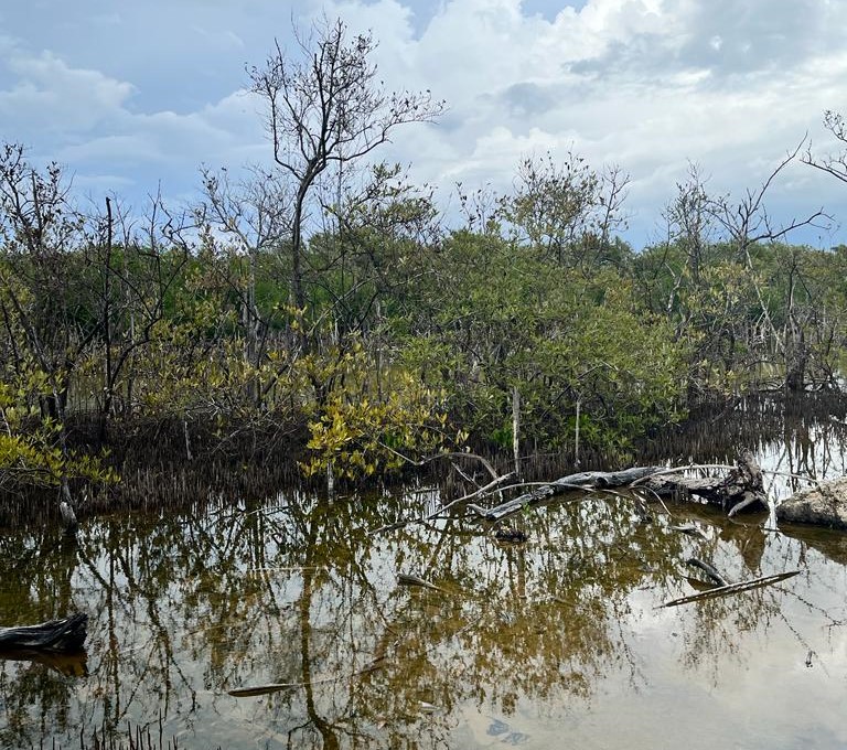 NEPA calls on Jamaicans to consider ways to help safeguard the natural ...