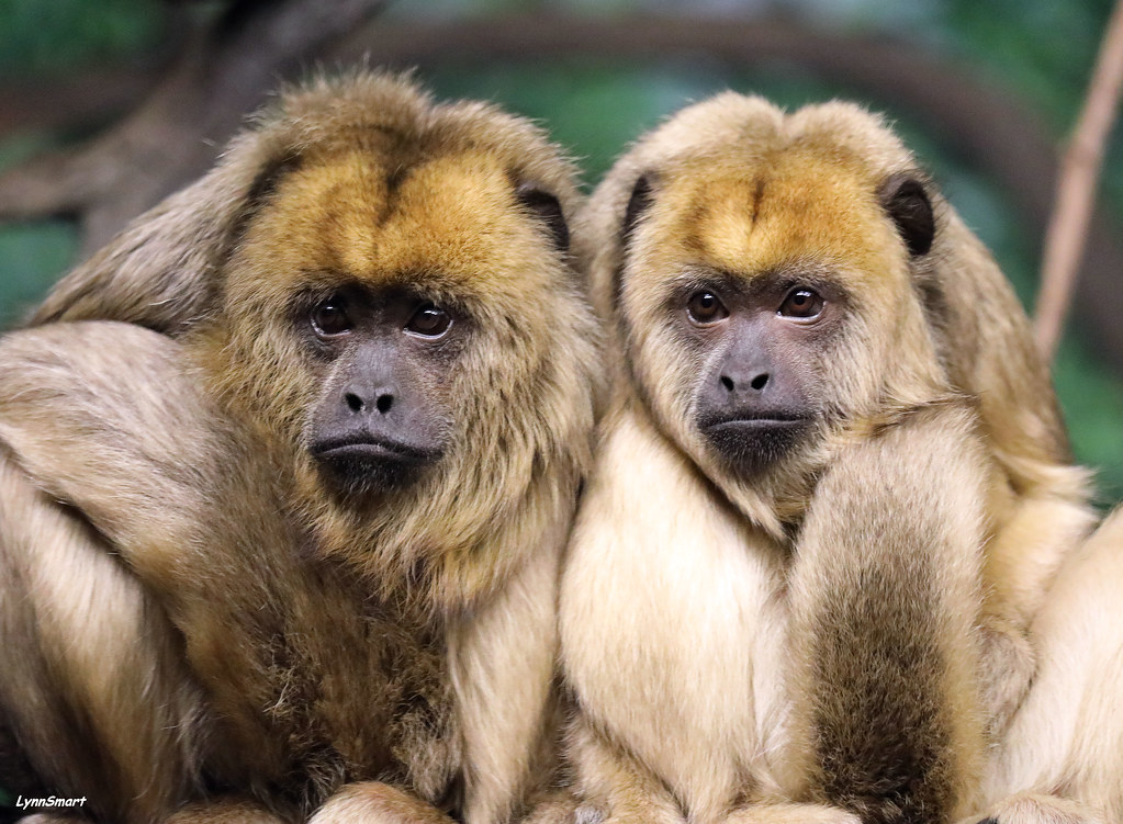 Howler monkeys drop dead during Mexico heat wave - Jamaica Observer