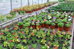 The Hope Royal Botanical Gardens: The Natural Place to Be - Jamaica ...