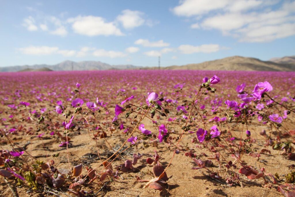 Unusual rainfall brings winter flowers to Chile’s Atacama desert ...