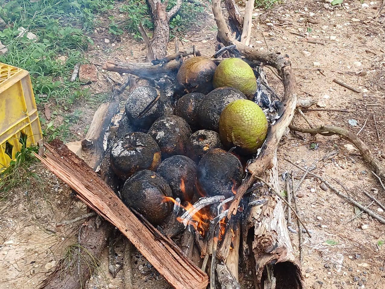Beryl’s breadfruit bounty - Jamaica Observer