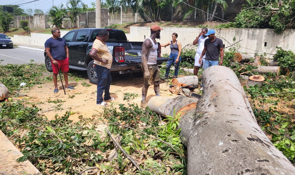 WATCH: Tree downed by Beryl cleared from Shortwood Road - Jamaica Observer