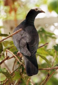Birdbrained - Jamaica Observer