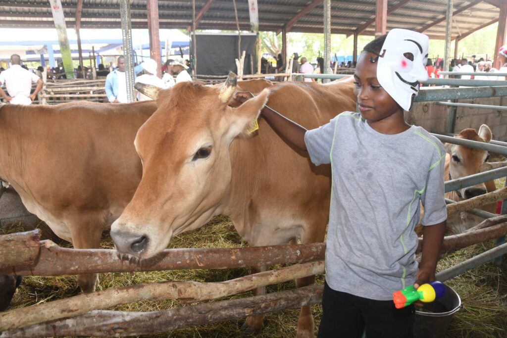 JAS promises exciting one-day Denbigh Show - Jamaica Observer