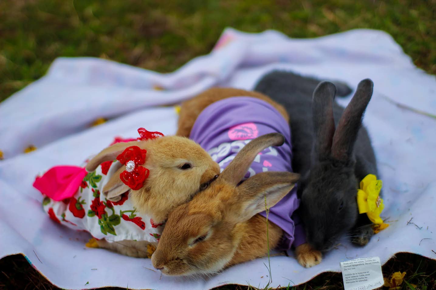 The transformative role of rabbits for children with autism spectrum ...