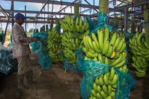 Rebuilding agriculture - Jamaica Observer
