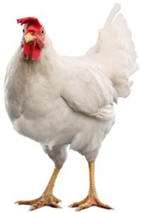 Fowl! - Jamaica Observer