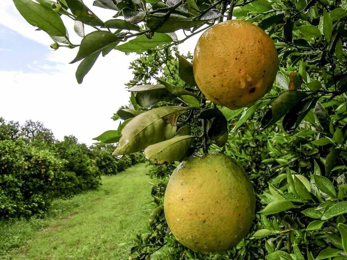 Perennial challenges continue to blight growth for citrus crops ...