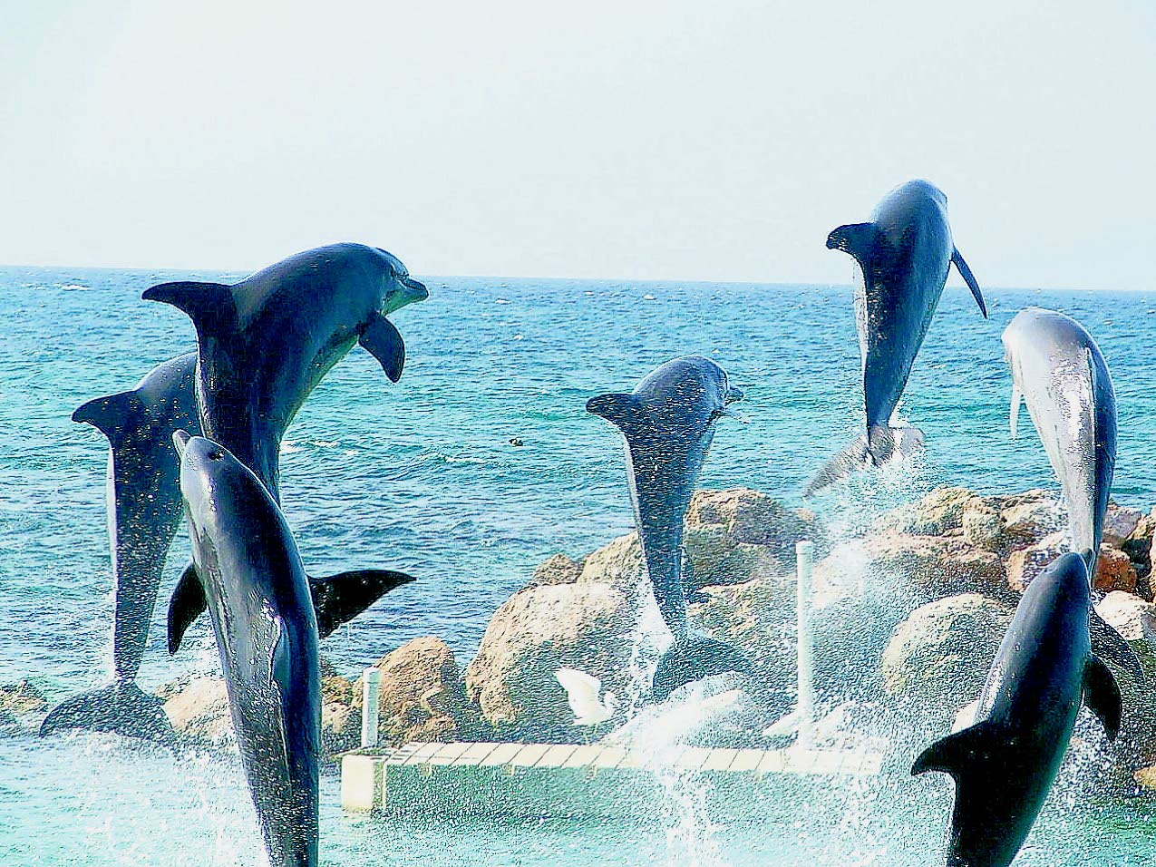 Dolphin Cove explores divestment of Turks and Caicos land; revives Lucea hotel plans - Jamaica ...