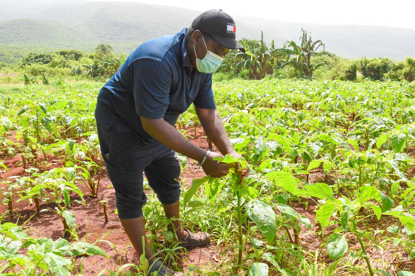 Growth strategy needed for agriculture - Jamaica Observer