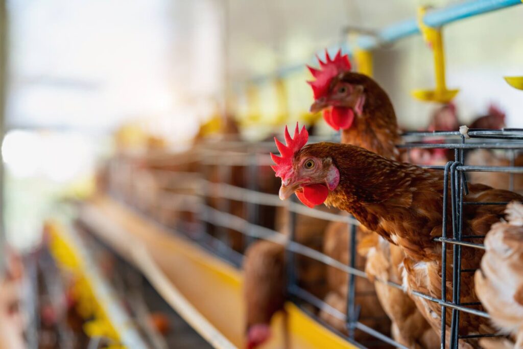 Cayman Islands Department of Agriculture on alert as bird flu moves ...