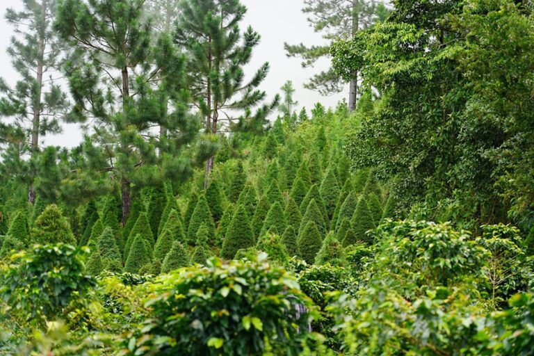 Watson’s Christmas Trees - Jamaica Observer