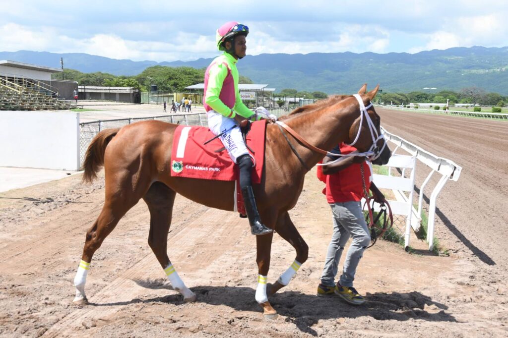 Danka favoured for Jamaica Two-Year-Old Stakes - Jamaica Observer