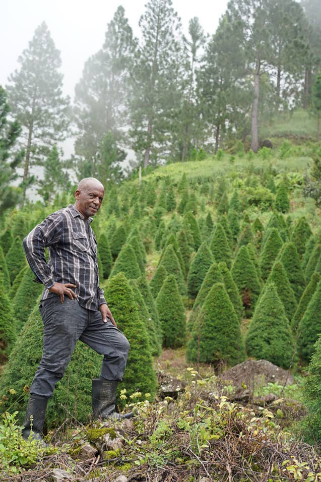 Watson’s Christmas Trees - Jamaica Observer