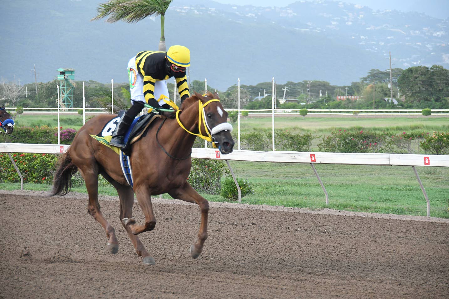 Atomica expected to outlast rivals in Eileen Cliggott Memorial race ...