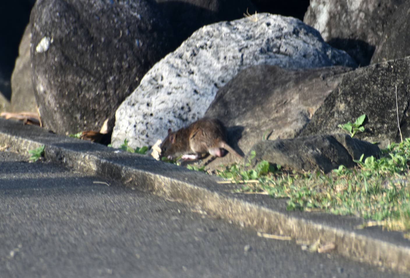 Rat attack! - Jamaica Observer