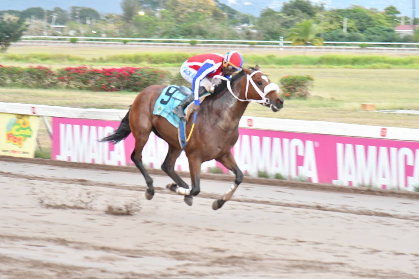 Tiz Tok shines with win in ‘Lindy’ Delapenha Memorial Trophy - Jamaica Observer