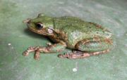 Be on the lookout for invasive Cuban Tree Frog - Jamaica Observer