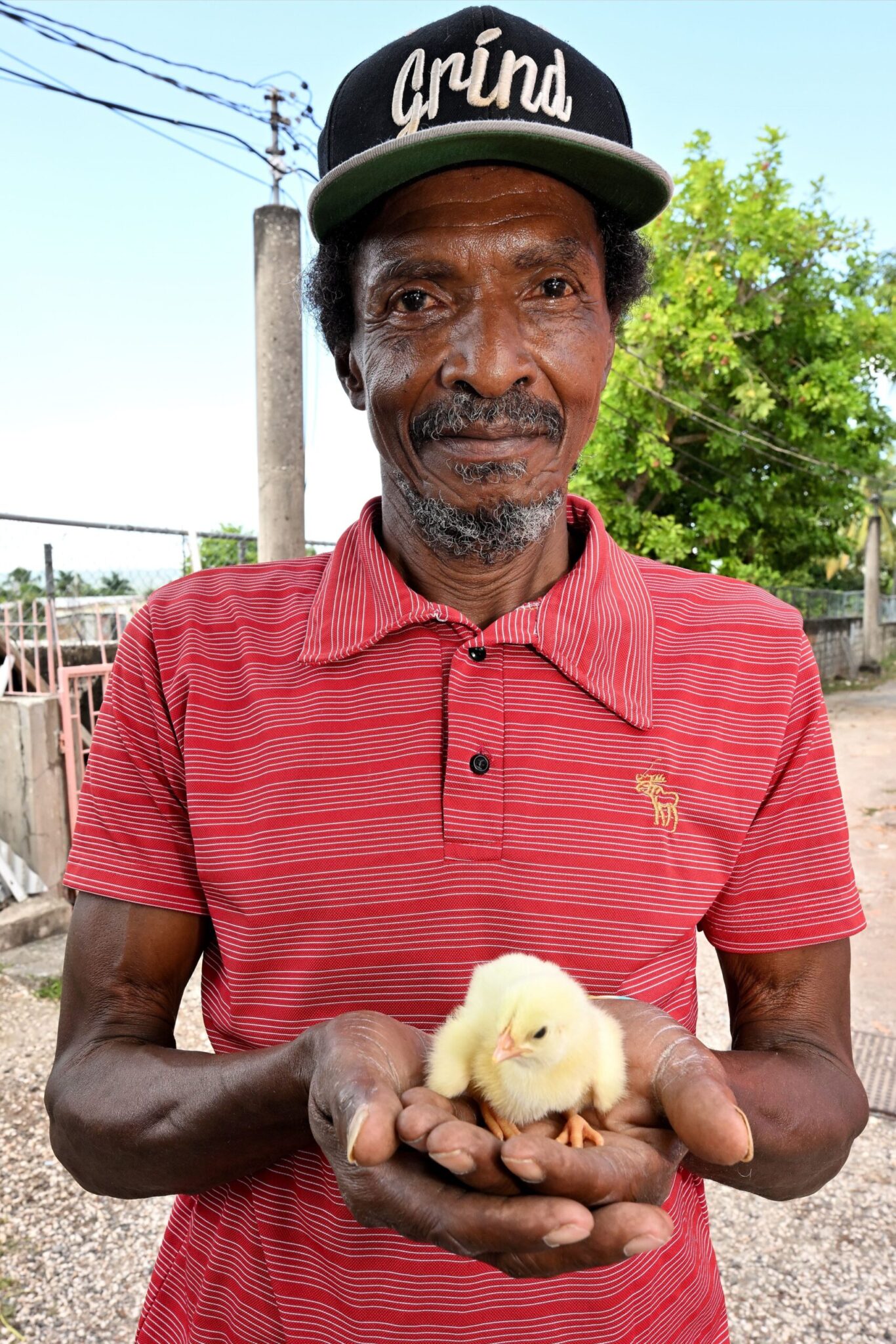 May Pen farmers boost poultry operations through Hi-Pro, Project STAR ...