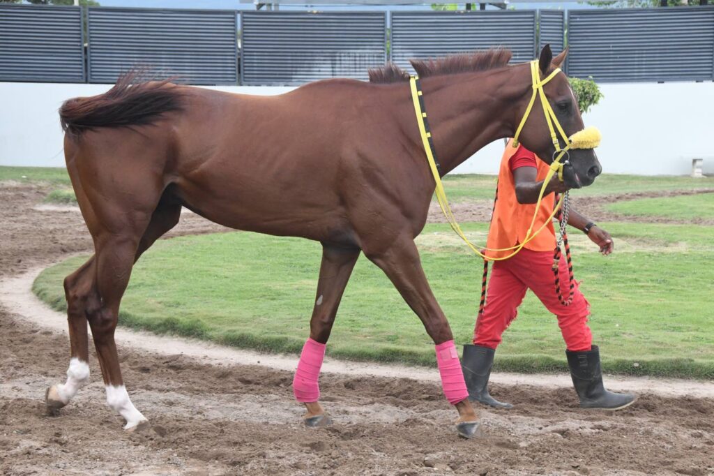 Sensational Move the choice in James B Dawes Mem Trophy - Jamaica Observer