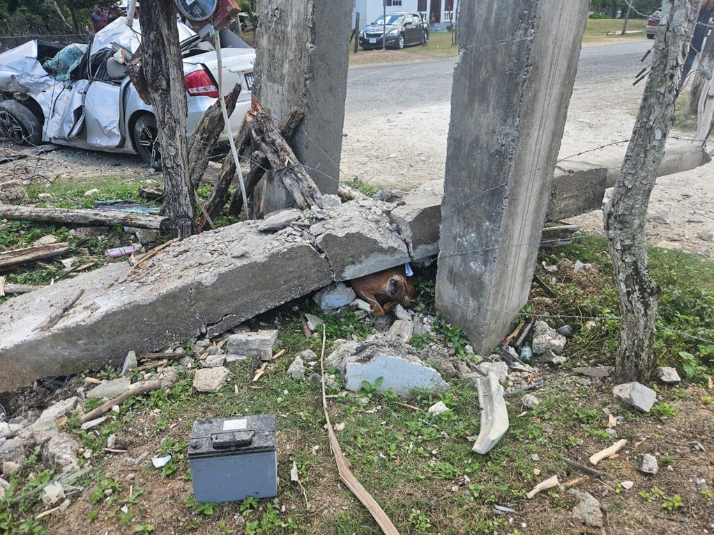 Man and goat die in St Elizabeth car crash - Jamaica Observer