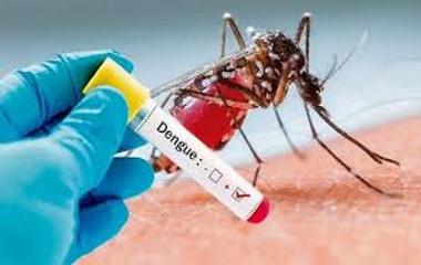 PAHO warns of increased risk of dengue outbreaks - Jamaica Observer