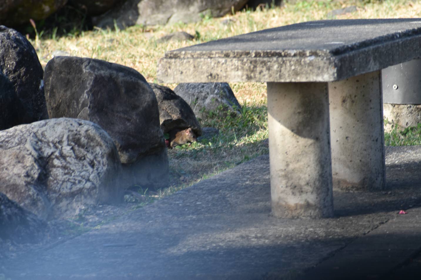 Rat attack! - Jamaica Observer