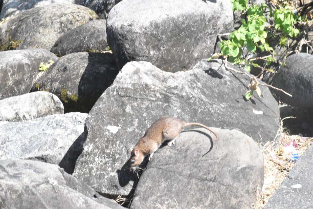 One more month of rats on Portland’s streets - Jamaica Observer