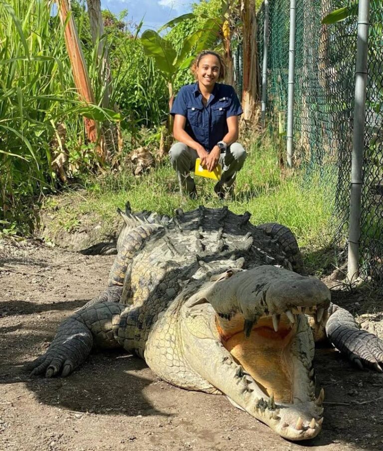 ‘Crocodiles more likely to flee than attack humans’ - Jamaica Observer