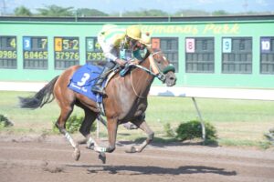 Steven Todd reaches milestone 300 win with Clowning Around - Jamaica ...