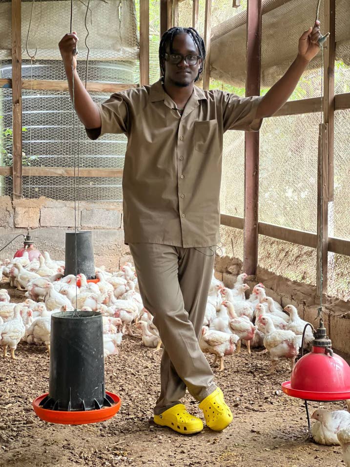 From 100 chickens to 5,000 - Jamaica Observer