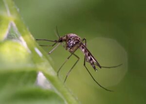 Mosquitoes are not our friends! - Jamaica Observer