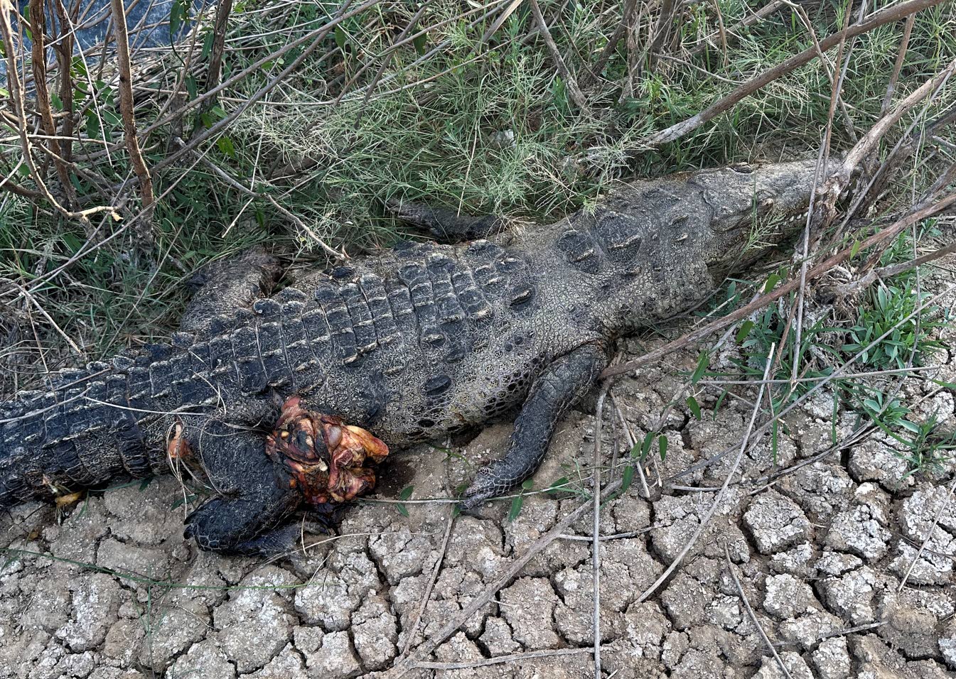 Samuda orders probe into deaths of crocodiles at Greater Portmore Sewage Ponds - Jamaica Observer