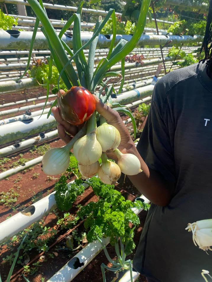 The farmers’ connection - Jamaica Observer