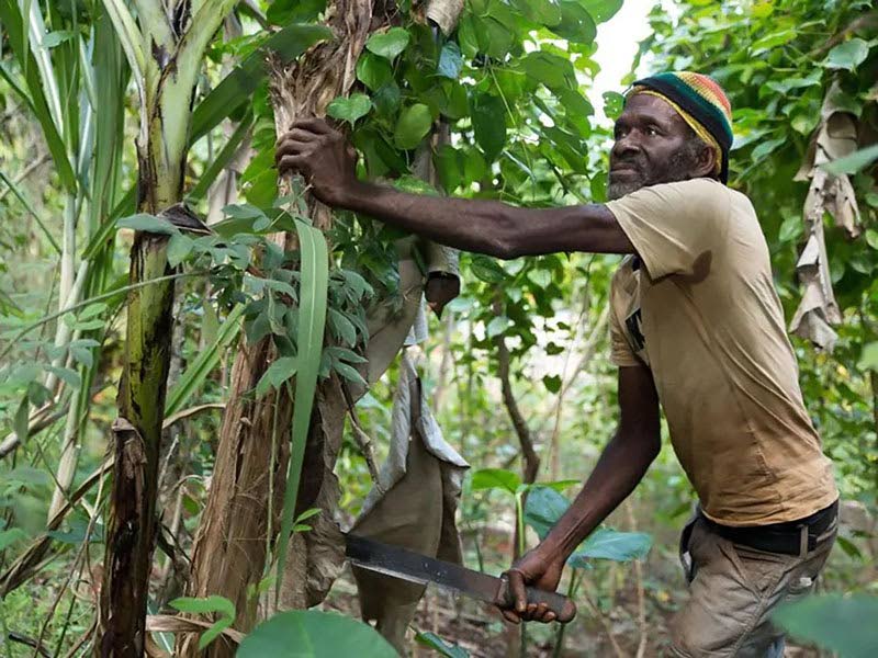 ADAPT Jamaica aims to future-proof farming in the face of climate ...