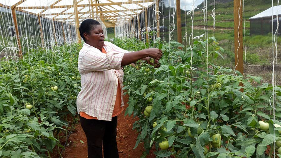 ADAPT Jamaica aims to future-proof farming in the face of climate ...