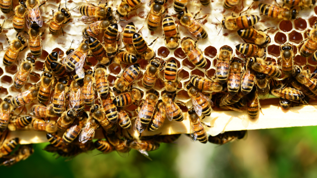 Bee alert: US police issue warning after 250 million insects escape ...