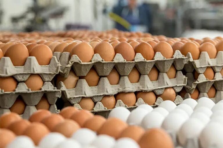 Egg shortage expected to end November - Jamaica Observer
